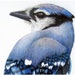 Blue Jay Watercolor Painting, Bird Art, Original Print Bluejay Bird ...