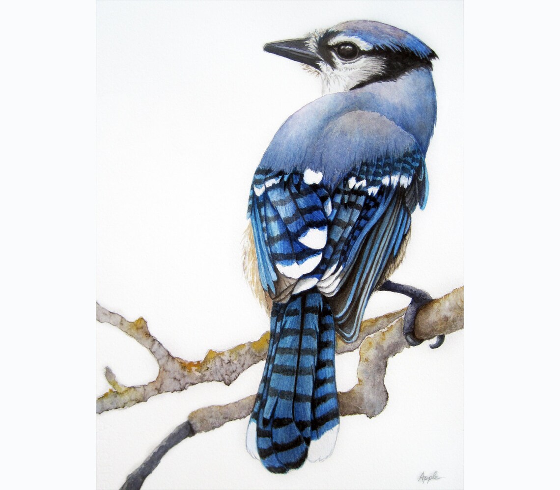 Blue Jay Watercolor Painting, Bird Art, Original Print Bluejay Bird ...