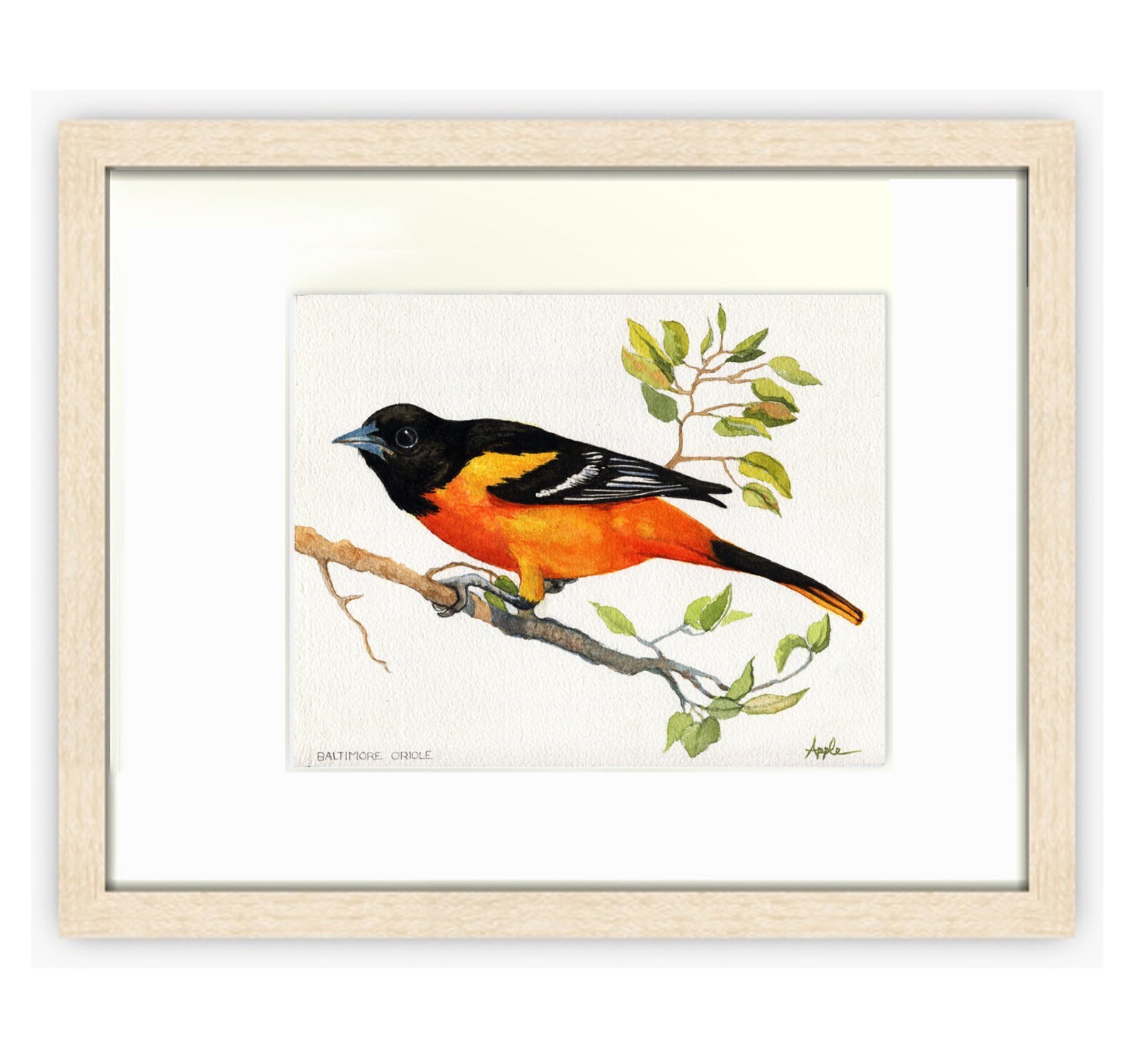 Baltimore Oriole Bird Portrait Print From My Original Watercolor ...