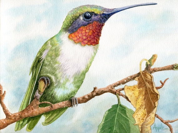 Audubon Hummingbirds