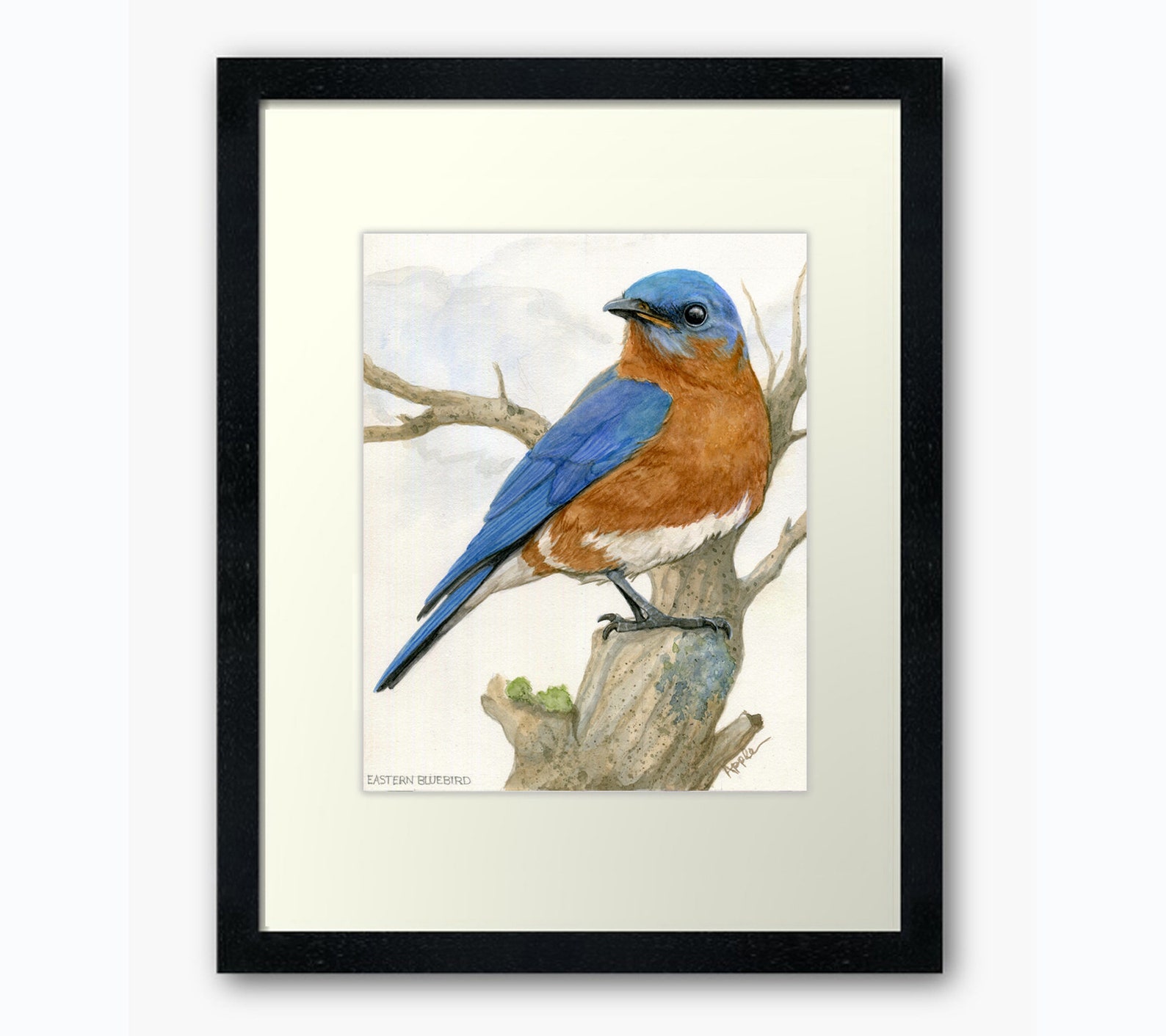 Eastern Bluebird Portrait Realistic Nature Art Print From My Original ...