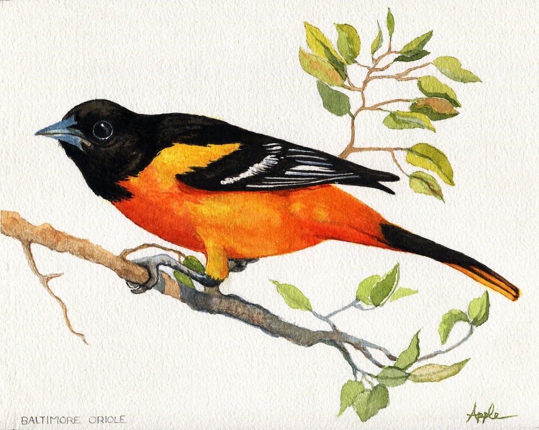 Baltimore Oriole Bird Portrait Print From My Original Watercolor ...