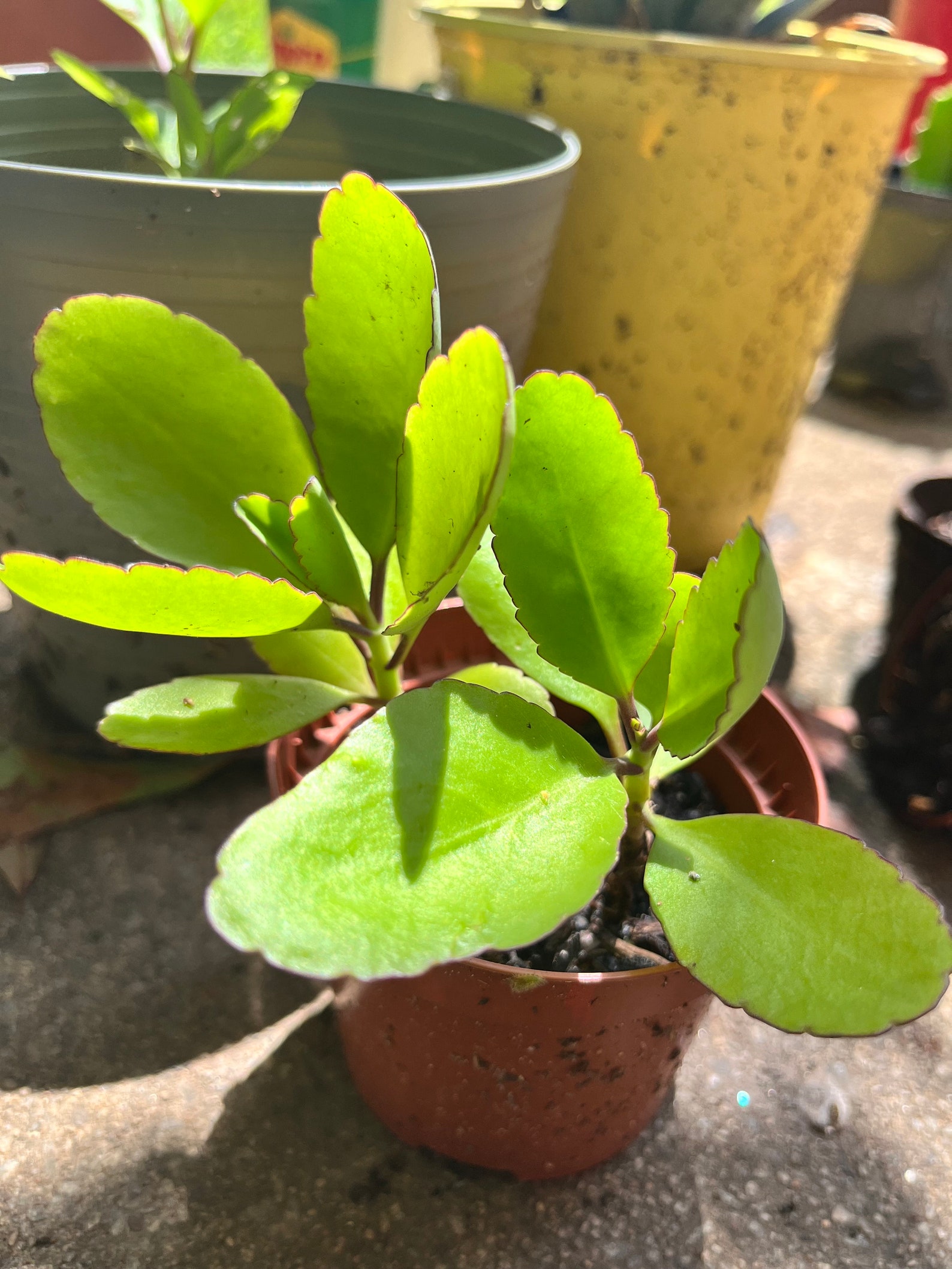 Leaf of Life, Miracle Leaf, Kalanchoe Pinata Bryophyllum. good for a ...