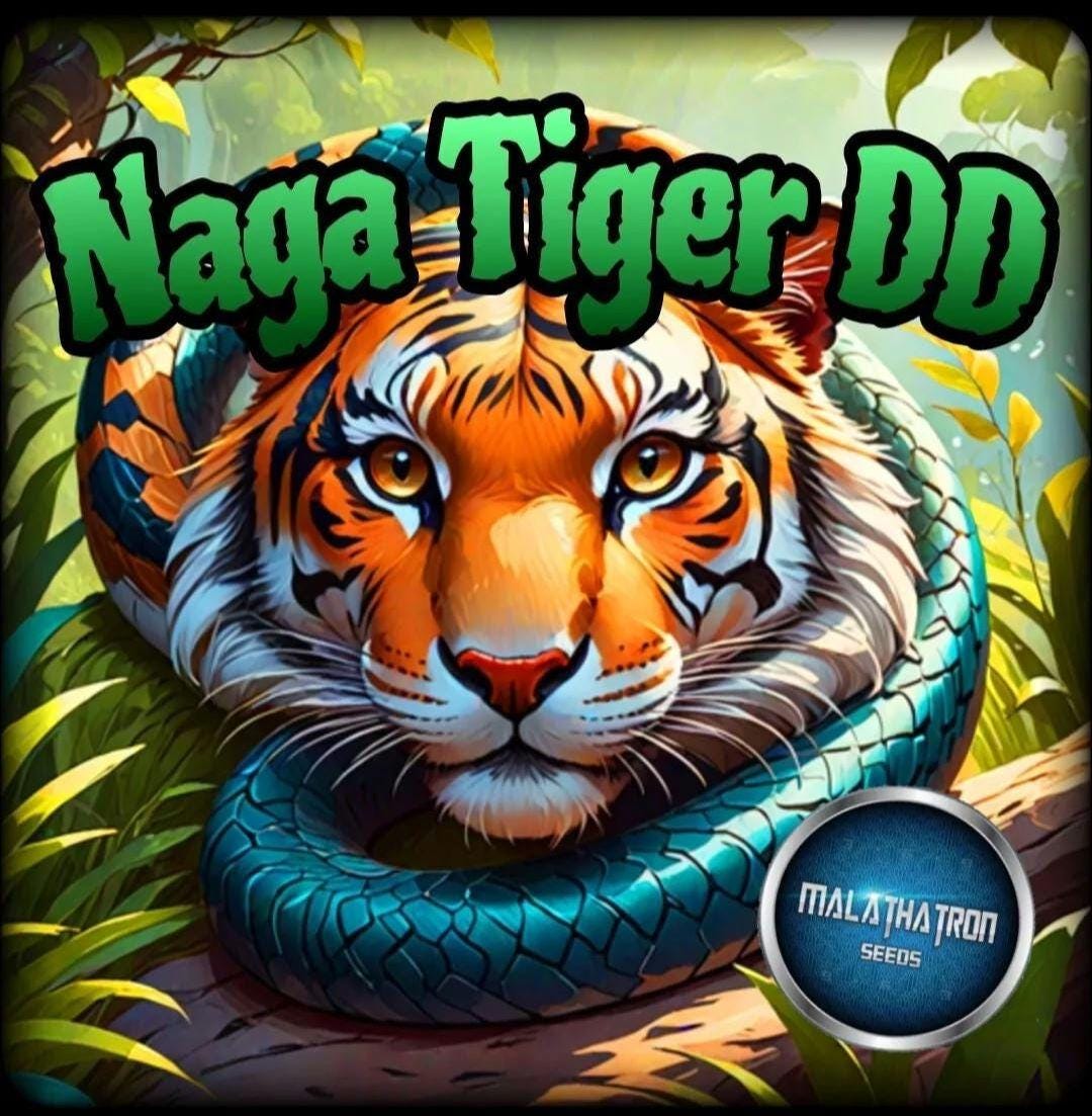 Naga Tiger DD Pepper (20 Seeds) Relentlessly Hot! Heavy Producer - Etsy