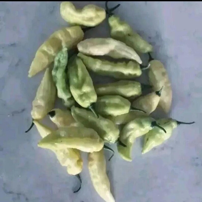 White Ghost Pepper (20 Seeds) SUPER HOT!!! - Etsy
