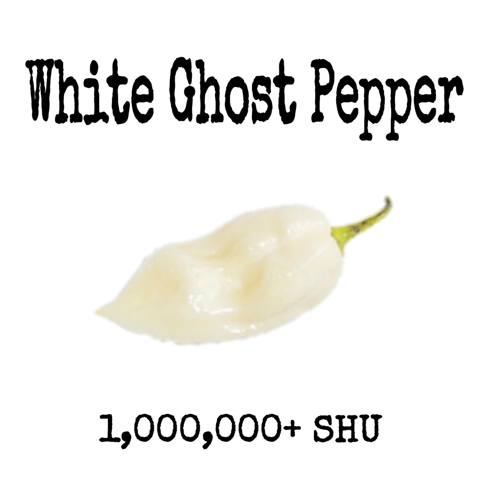 White Ghost Pepper 12 Seeds Open Pollinated Free Bonus Seeds - Etsy