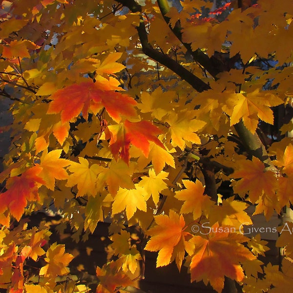 Red Maple Tree - Etsy