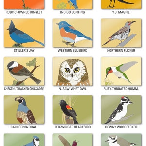 Bird Mini Wallet | 42 Wild Bird Designs | Vegan Leather | Cute Colorful ...