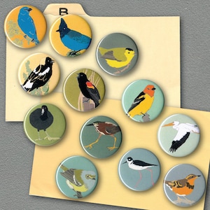 Mix and Match 12 Bird Magnets: 100+ Designs! | US Native Wild Songbirds ...