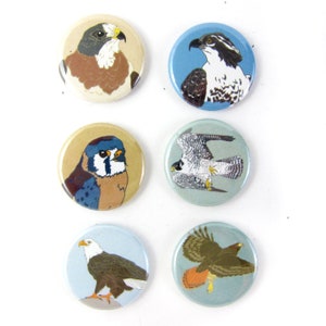 Raptor Pins Pack of 6 Nature Hawk Birder Bird of Prey - Etsy