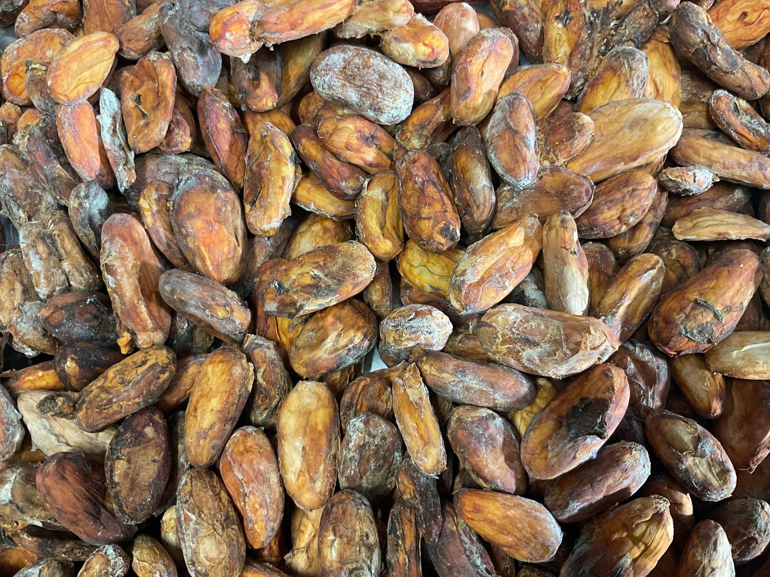 Hawaiian-grown Cacao Beans, 5 Lb. Bulk, DYI Chocolate! - Etsy