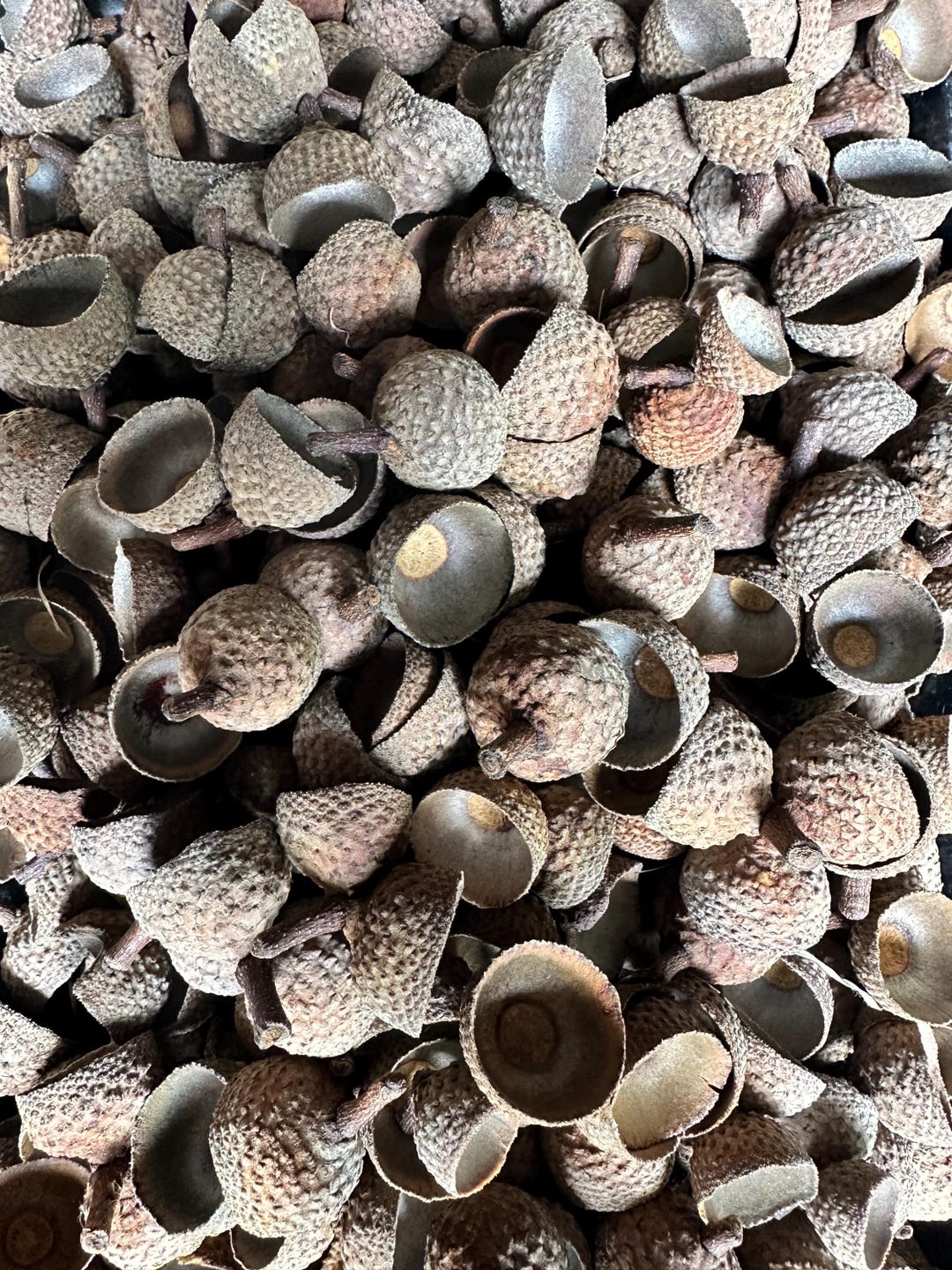 Natural Chestnut and Scarlet Oak Acorn Caps: 10 Oz Bag for Crafts and ...