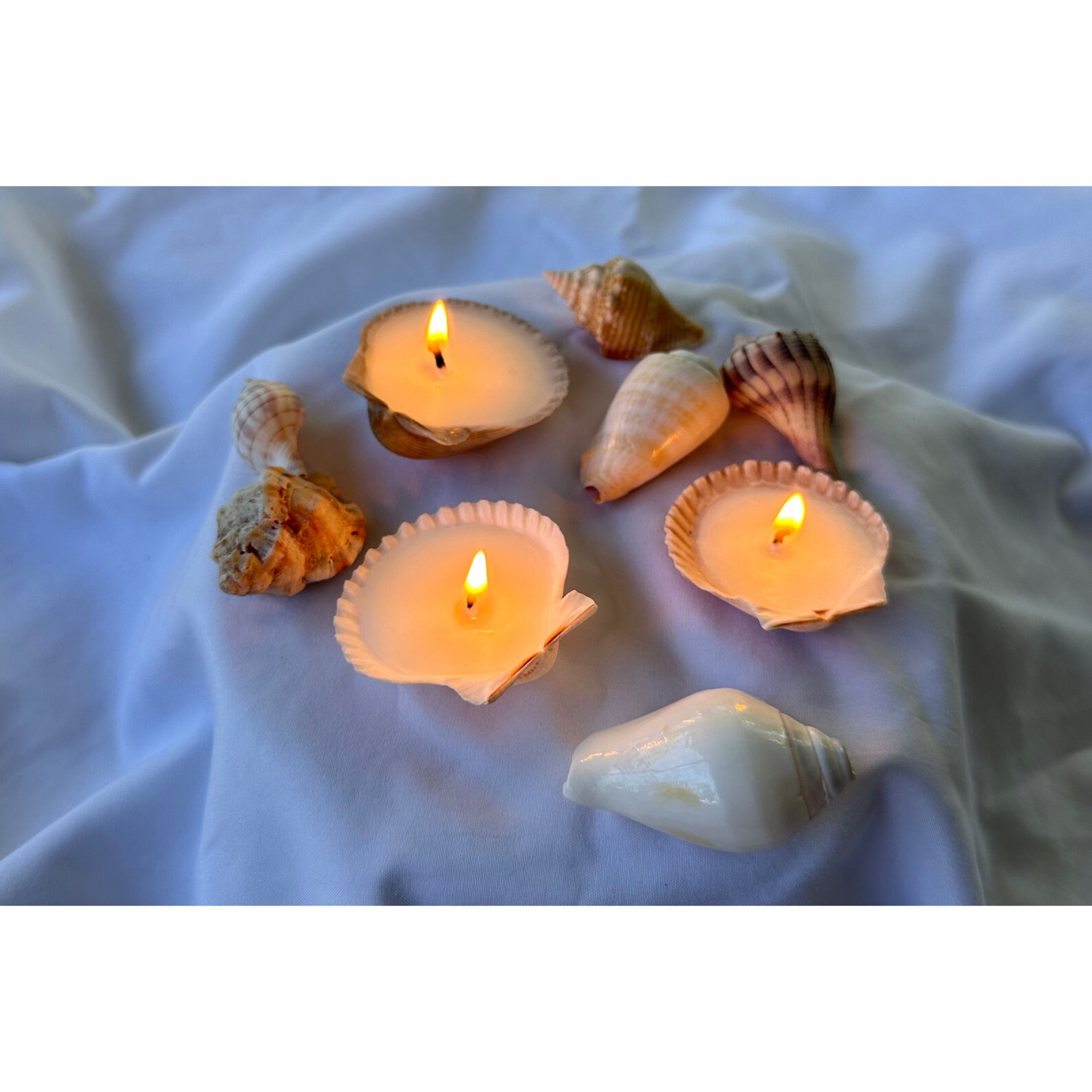 Handmade Soy Candle Scallop Seashell, Organic Soy Wax - Etsy