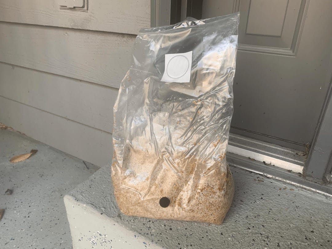 3lb Sterilized Millet Grain Spawn Bags - Etsy