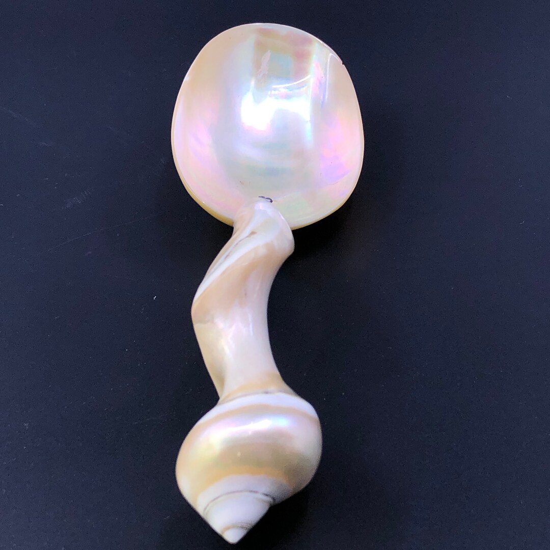 Antique Shell Serving Spoon Iridescent Carved Turbo Shell - Etsy