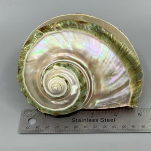 Iridescent Spiral Shell Turbo Marmoratus Giant Green Turban Shell Large ...