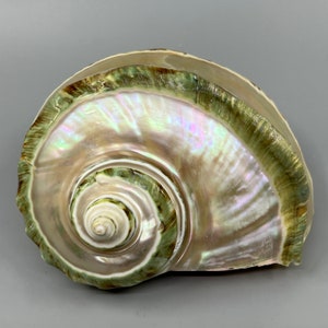 Iridescent Spiral Shell Turbo Marmoratus Giant Green Turban Shell Large ...