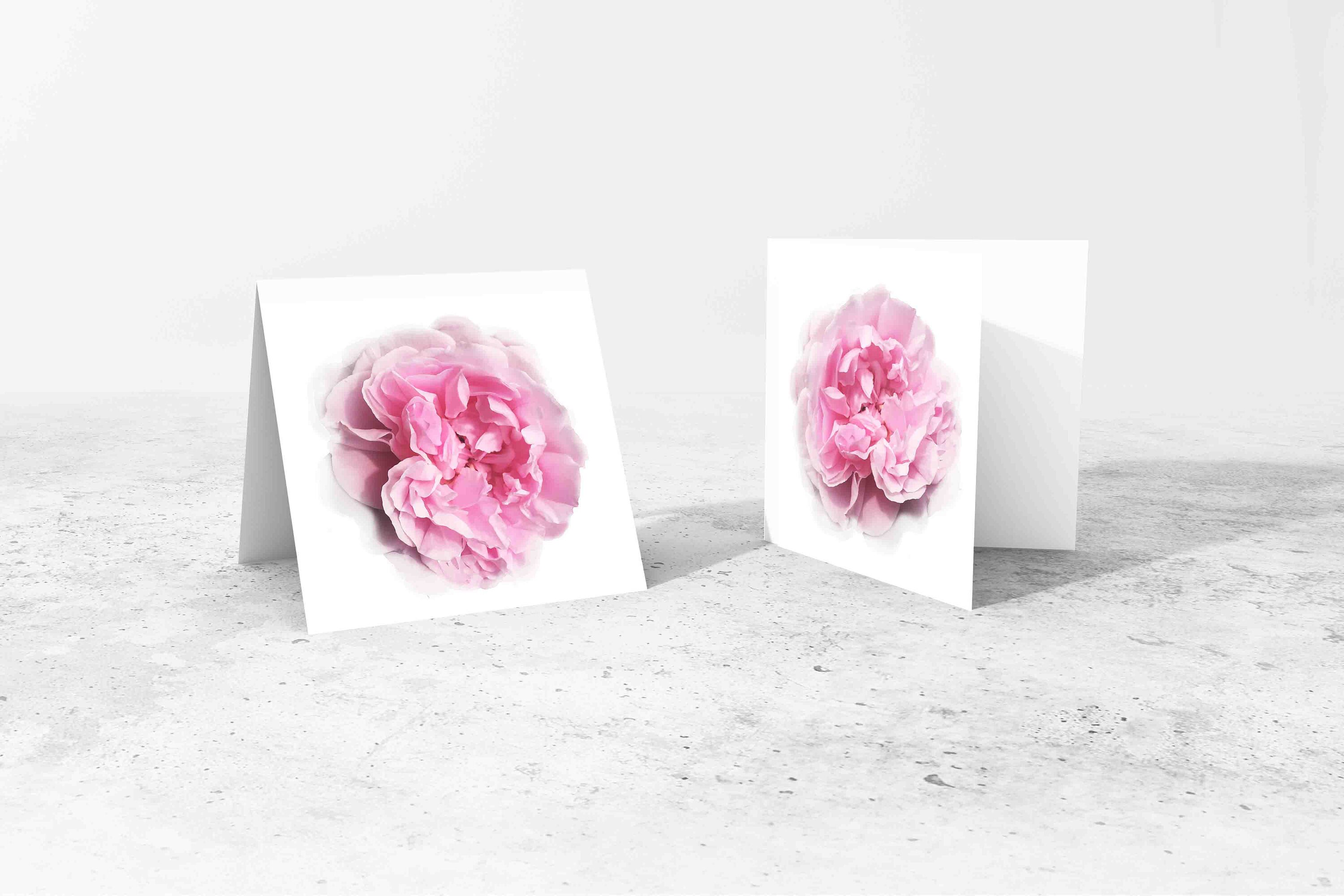 Pink rose square greeting card