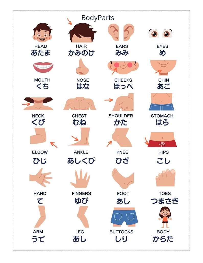Japanese Body Parts Digital Flashcards With Native Voice (download PFD ...