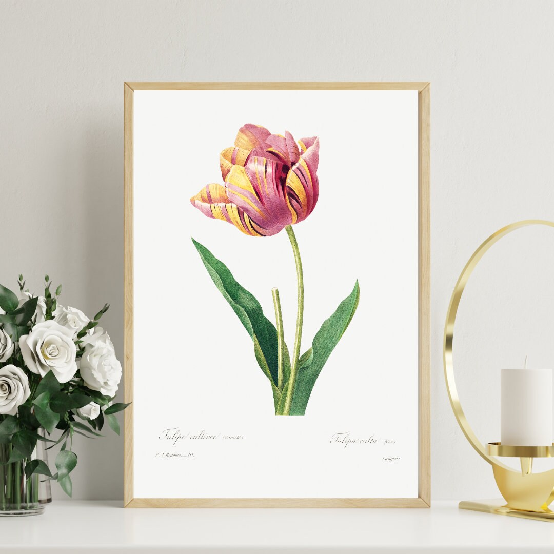 Giclee Tulip Vintage Flower Illustration Print / Redoute Art ...