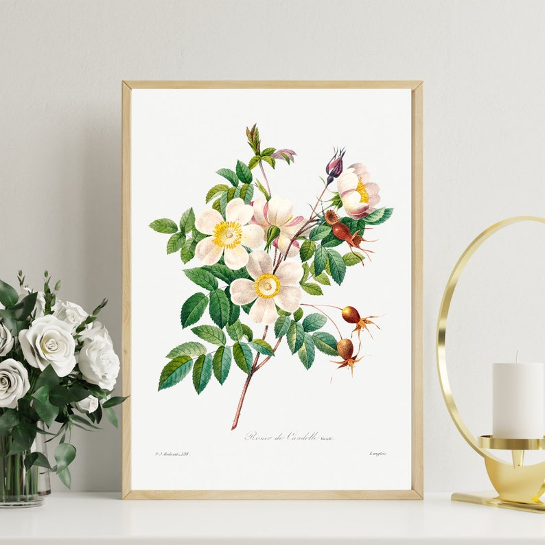 Giclee White Rose Vintage Flower Illustration Print - Etsy