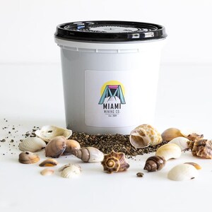 Seashell Dig Kit: Discover the Beauty of Seashells and Types of ...