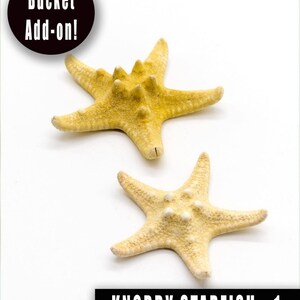 Seashell Dig Kit: Discover the Beauty of Seashells and Types of ...