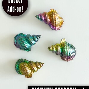 Seashell Dig Kit: Discover the Beauty of Seashells and Types of ...