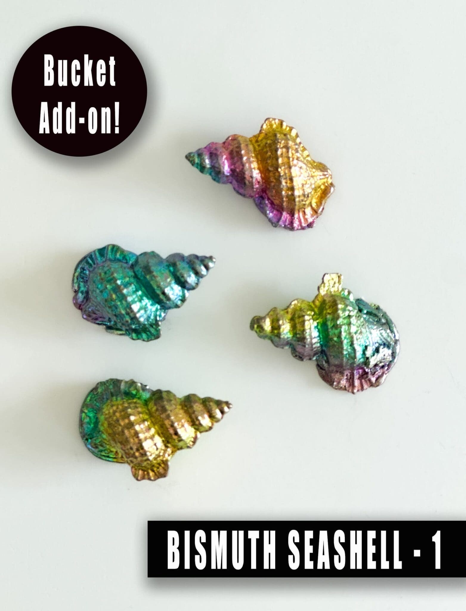 Seashell Dig Kit: Discover the Beauty of Seashells and Types of ...