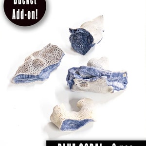 Seashell Dig Kit: Discover the Beauty of Seashells and Types of ...