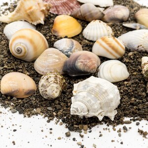 Seashell Dig Kit: Discover the Beauty of Seashells and Types of ...