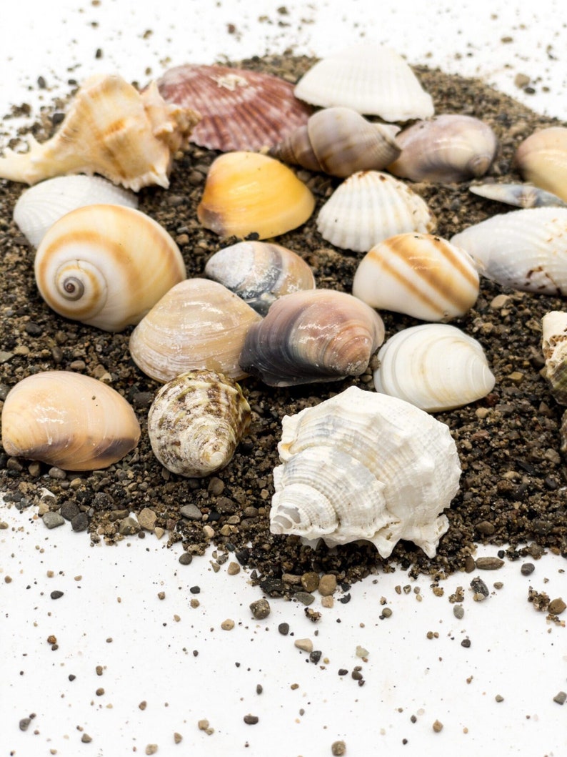 Seashell Dig Kit: Discover the Beauty of Seashells and Types of ...
