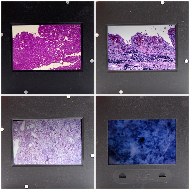 Microscope Slides - Etsy
