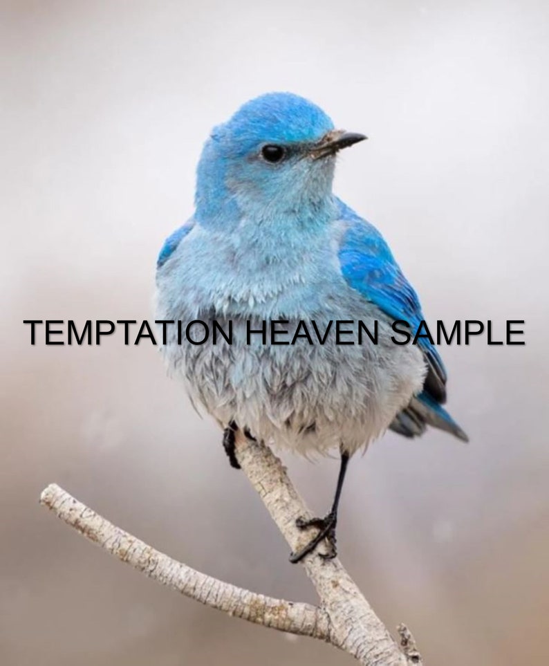 Mountain Blue Bird Instant Digital Download, Bird Photography, Nature ...