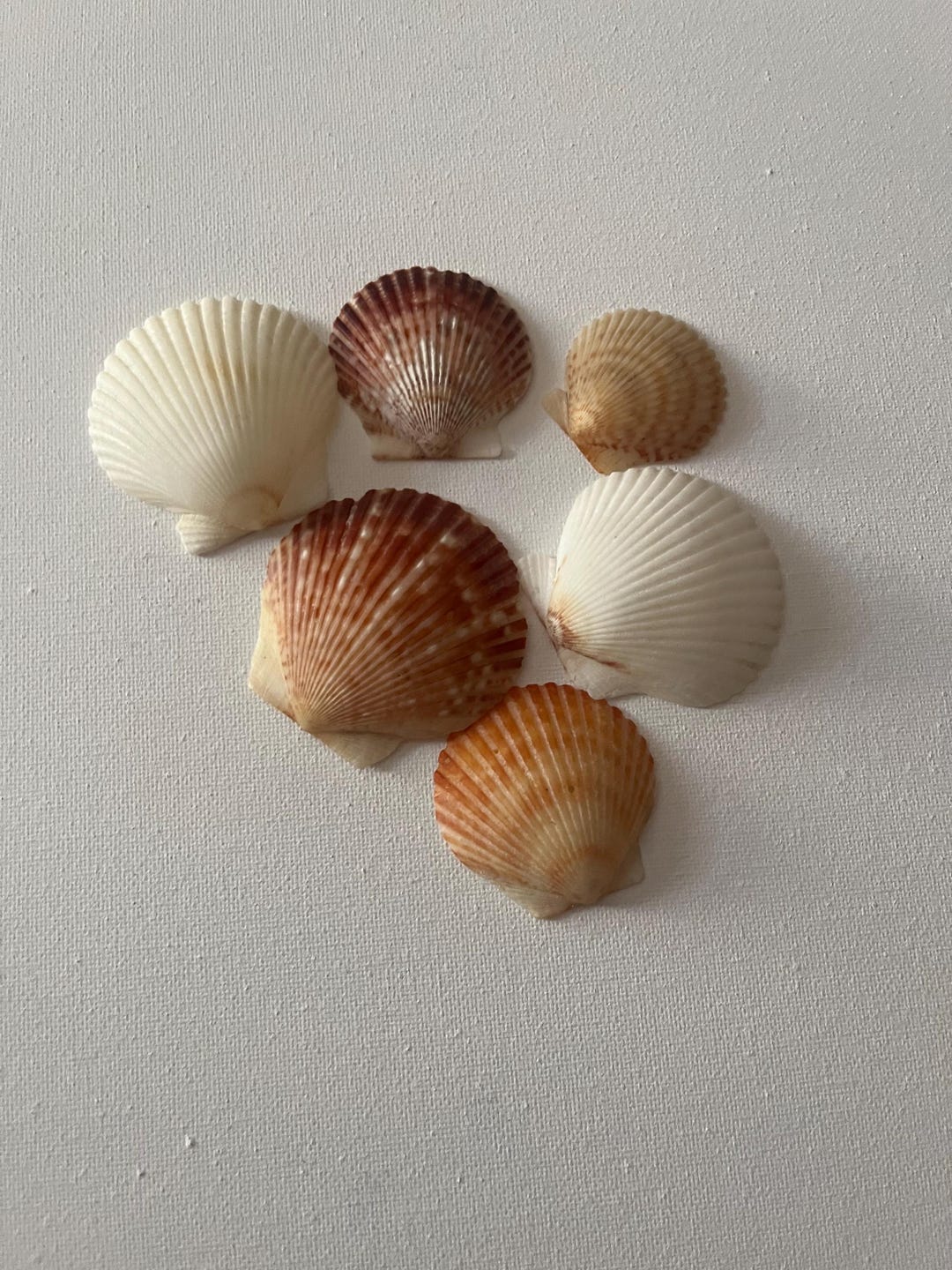 Handpicked Florida Scallop Shells - Set of 20, Hand Cleaned and ...