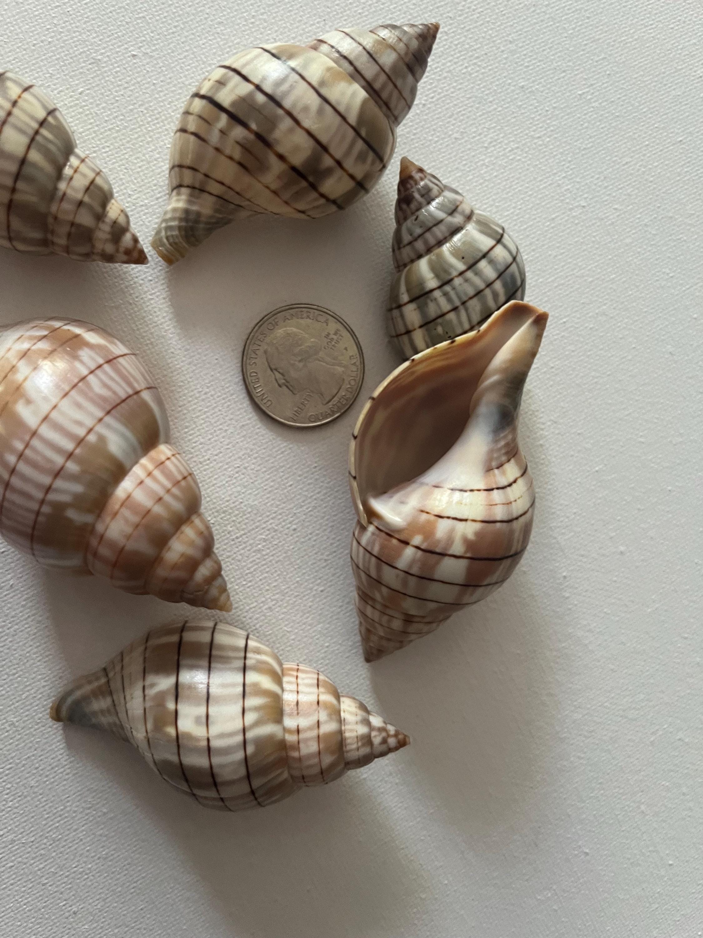 Florida Banded Tulip Shells: Cleaned & Polished Set of 6 - Etsy