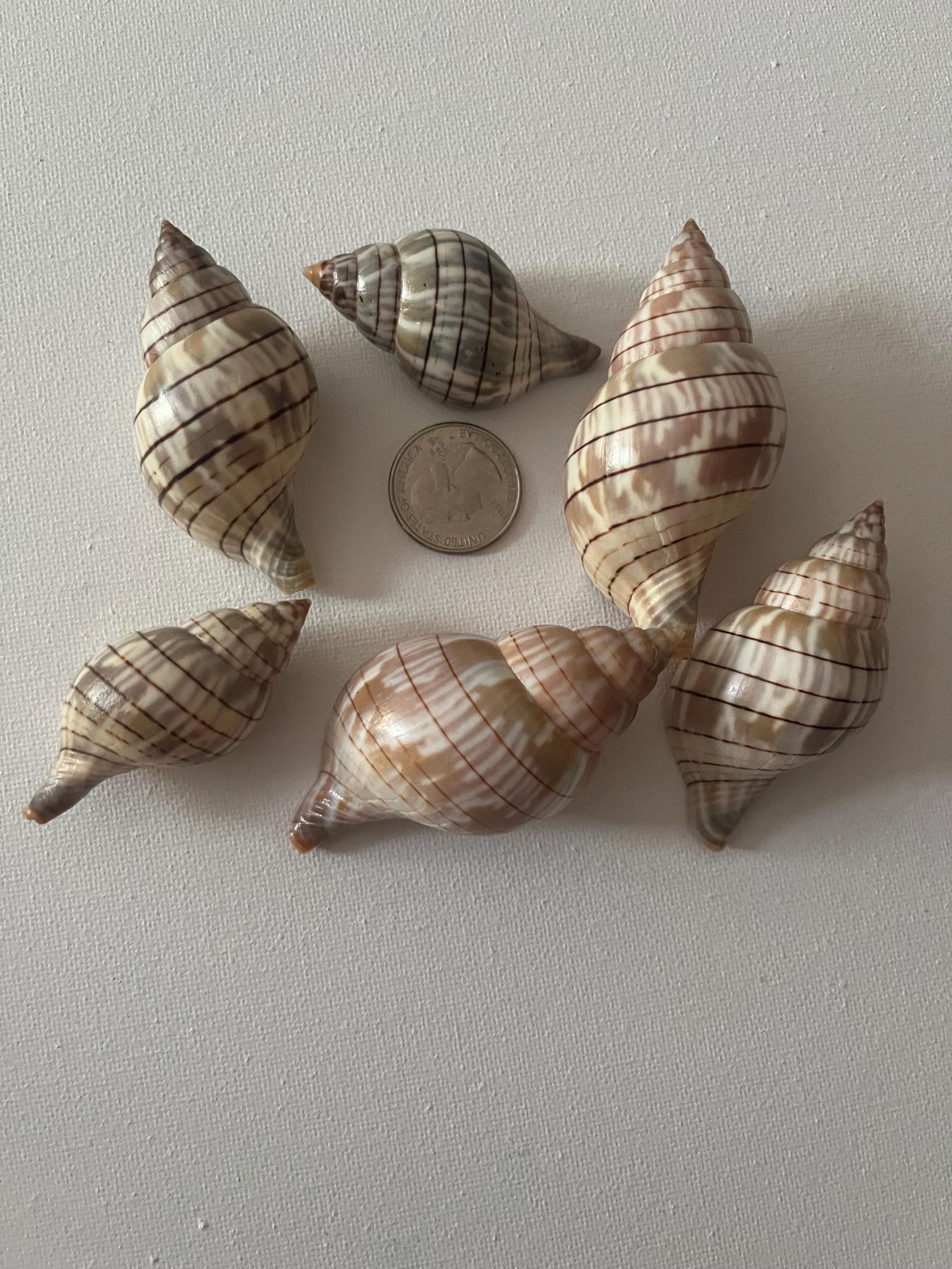 Handpicked Florida Banded Tulip Shells - Set of 6, Cleaned and Polished ...