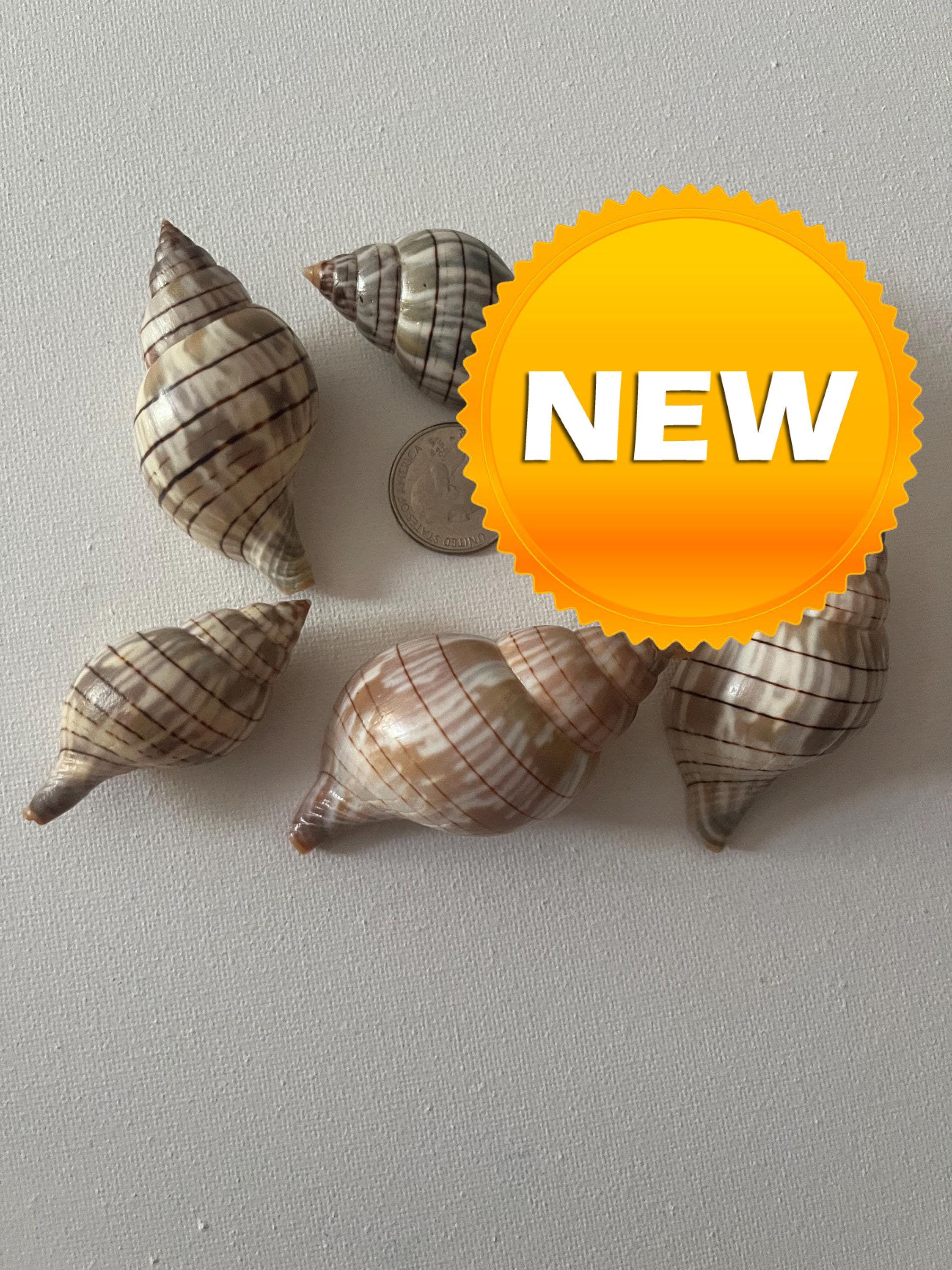 Florida Banded Tulip Shells: Cleaned & Polished Set of 6 - Etsy