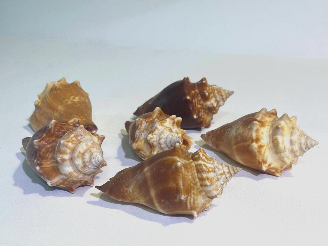 Florida Fighting Conch Shells: Cleaned & Polished Set of 6 - Etsy