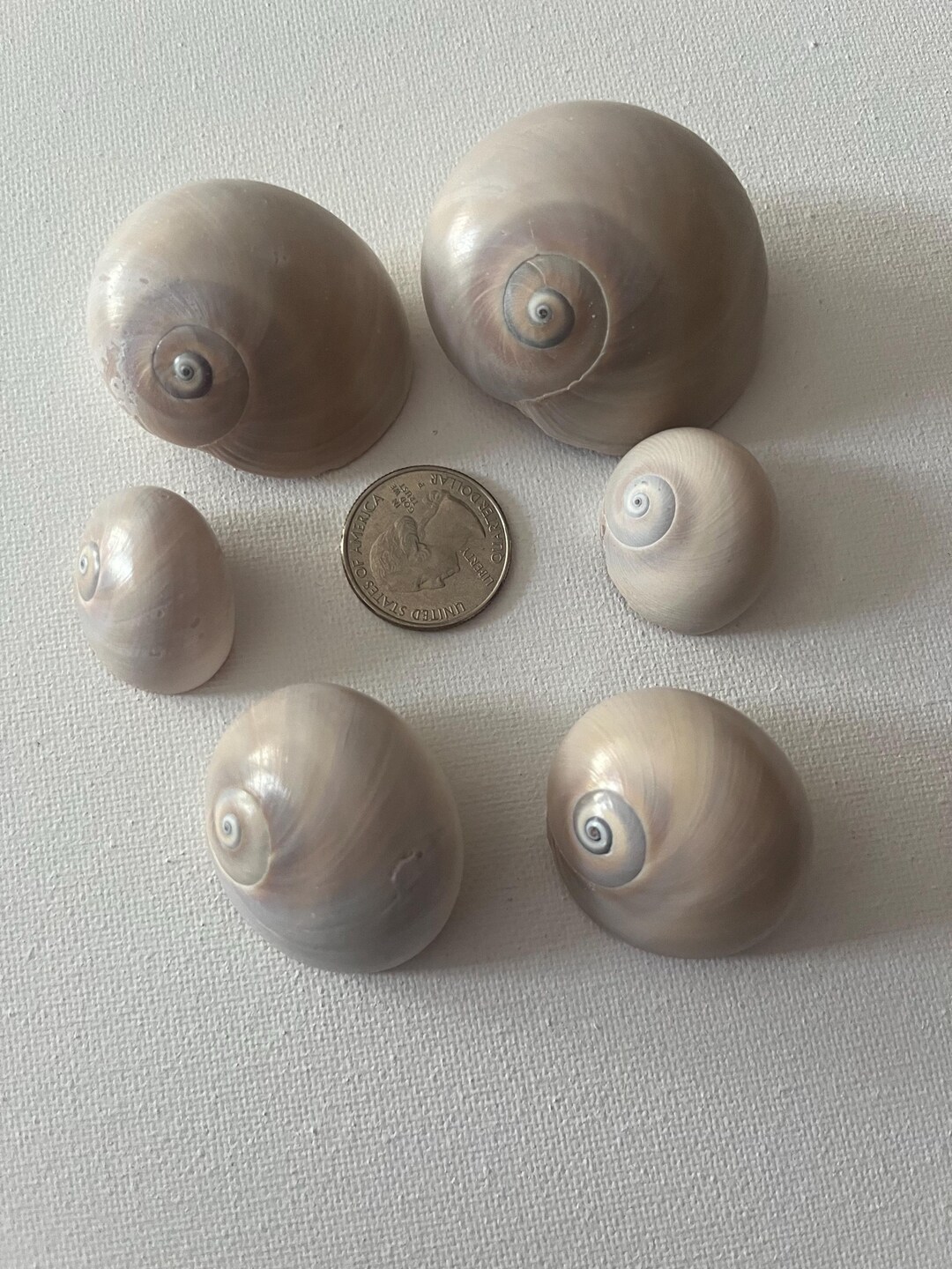 Handpicked Florida Shark Eye Shells Set of 6 | Ocean-inspired ...