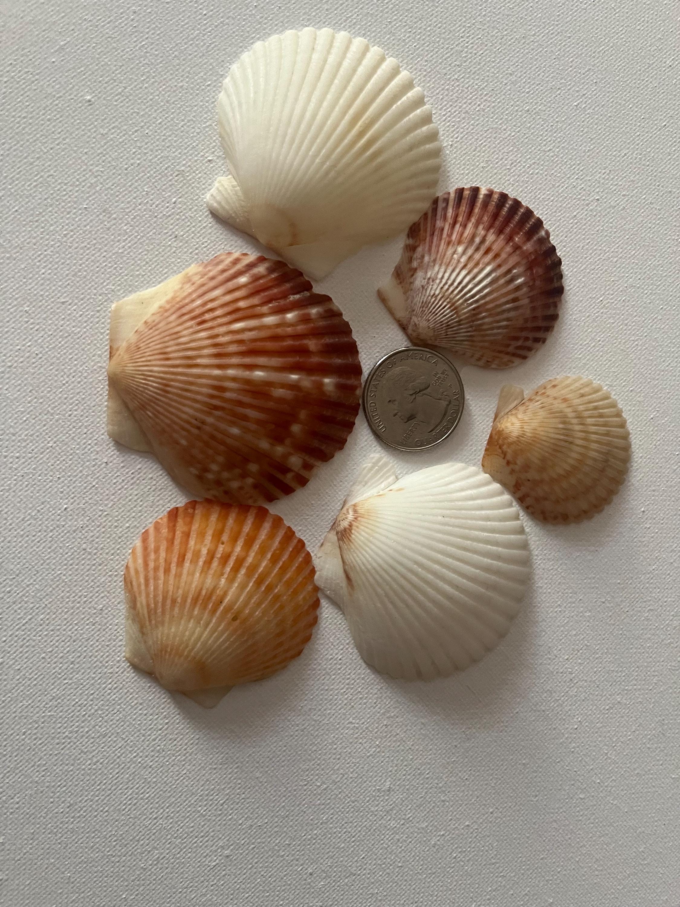 Handpicked Florida Scallop Shells - Set of 20, Hand Cleaned and ...
