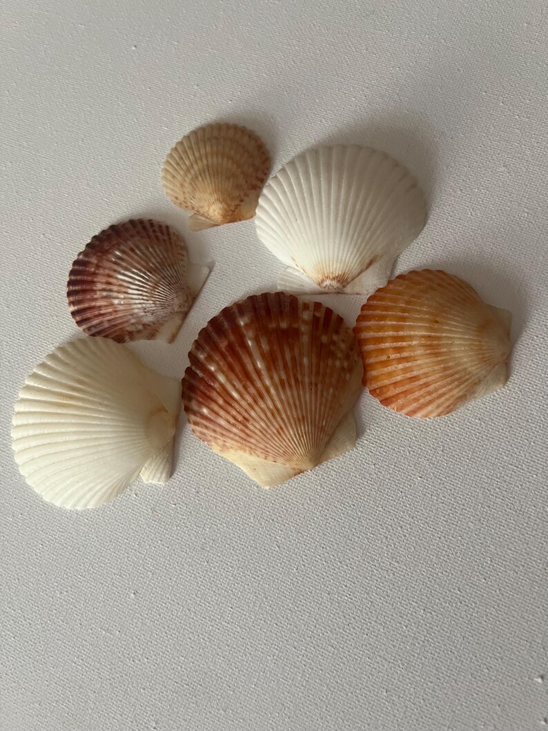 Handpicked Florida Scallop Shells Set of 20, Hand Cleaned and Polished ...
