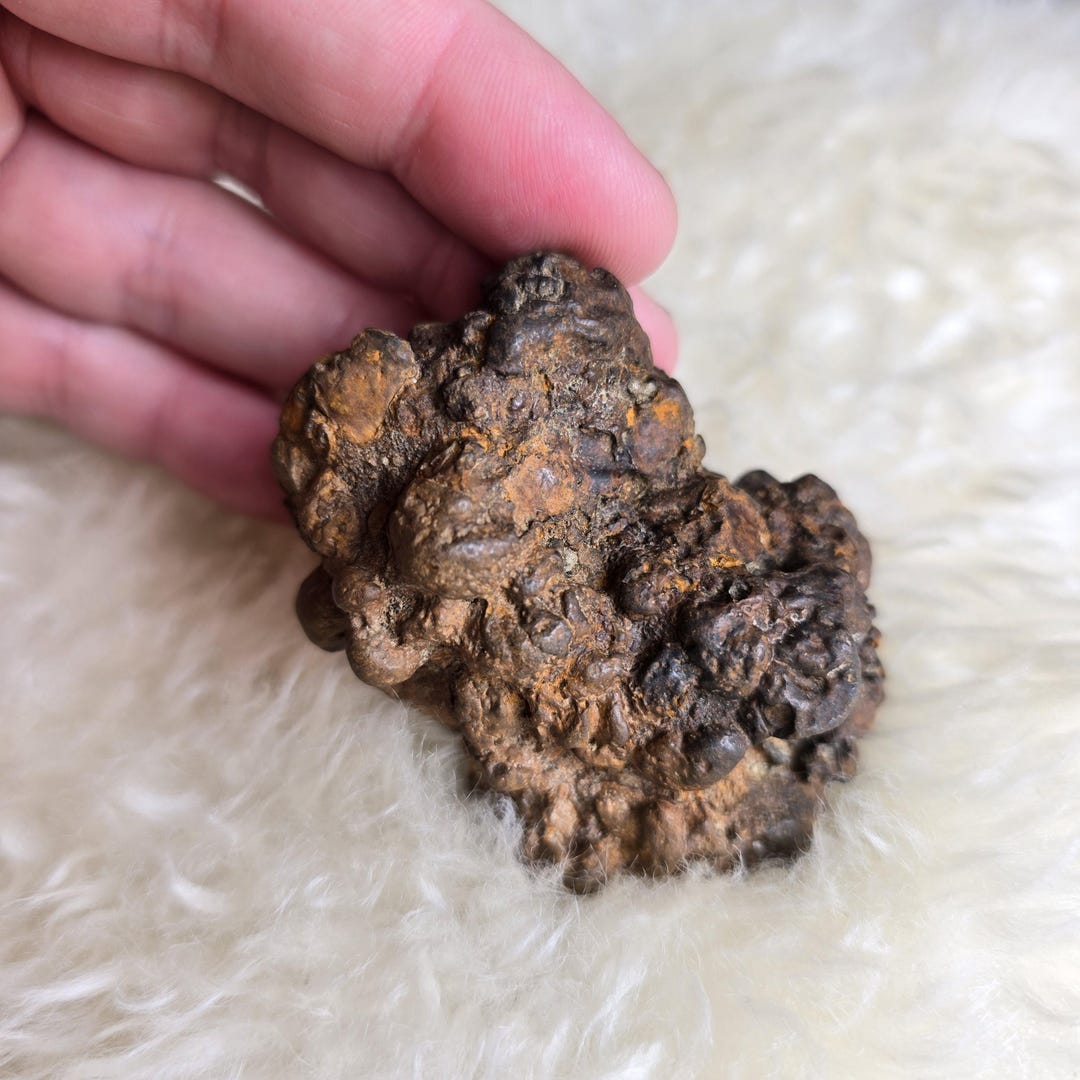 Coprolite Fossil Fossilized Poop Dung From Pacific Northwest Washington ...