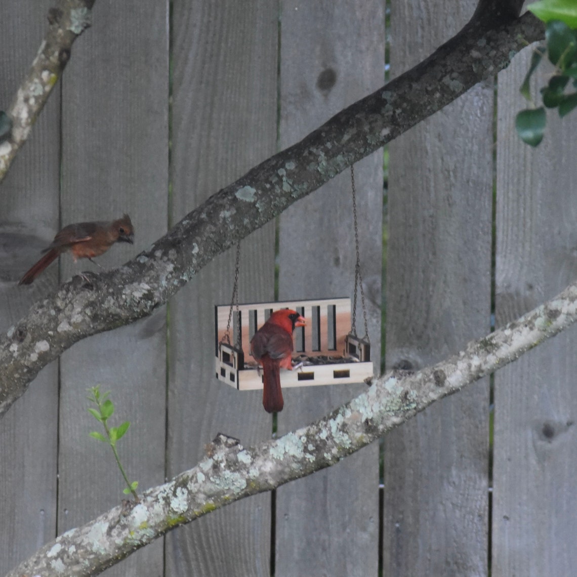 Squirrel Swing Cedar Bench - Etsy