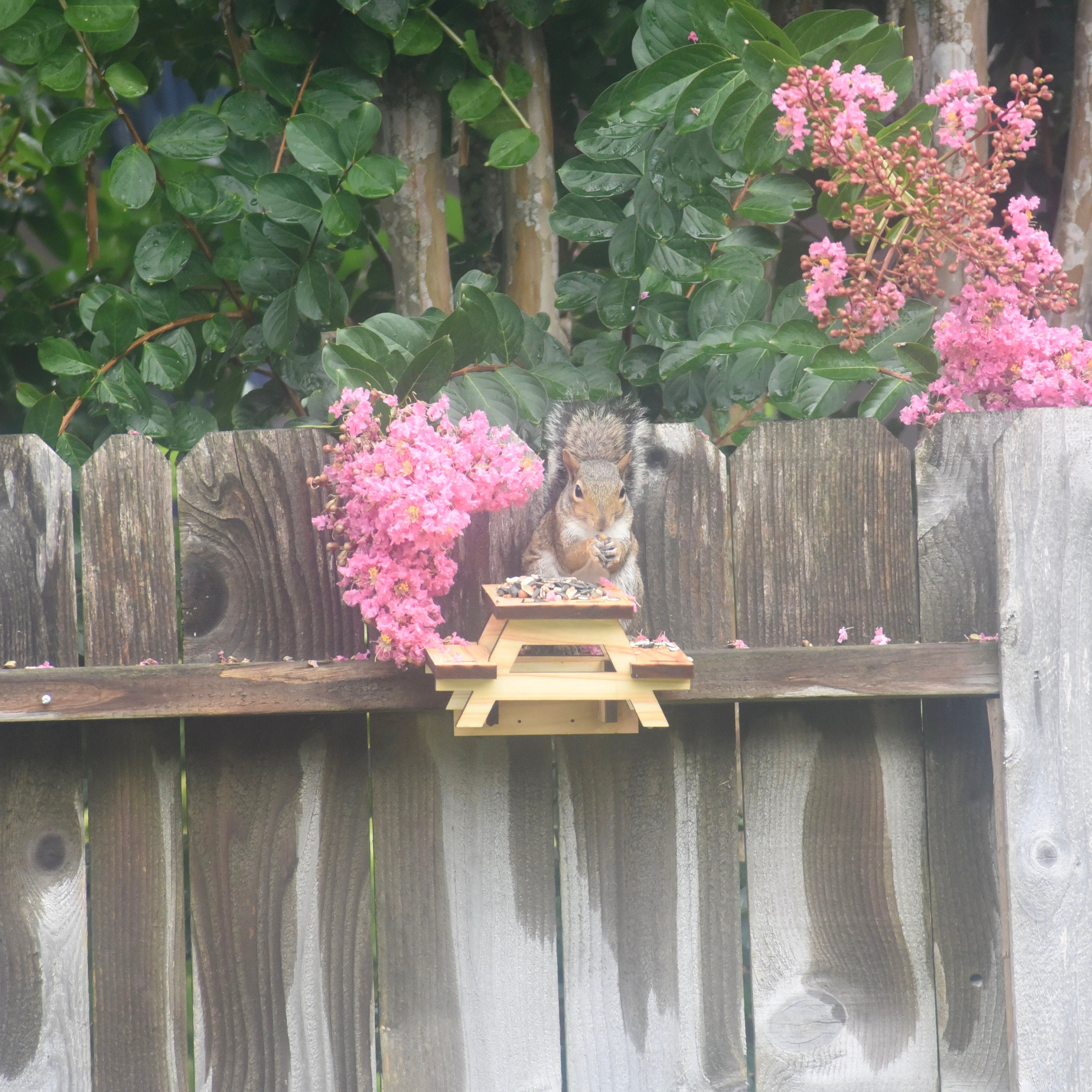 Squirrel Picnic Table With Mounting Kit - Etsy