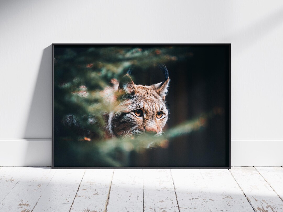 Lynx Premium Print | Lynx Wildlife Photography Print | Wildlife Photo | Lynx in the Forest on ...