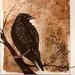 Good Morning Beautiful Creature Signed Print No1 in the 2020-21 Little ...
