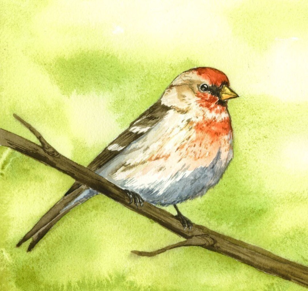 Red Finch Print - Etsy