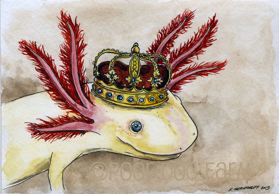 Axolotl King ~ Watercolor Print - Etsy