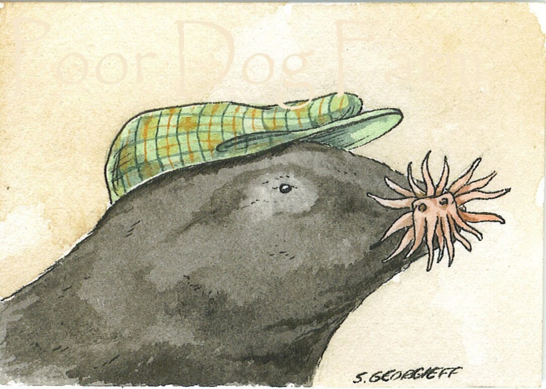 Star Nosed Shrew With Hat ~ Watercolor Print - Etsy